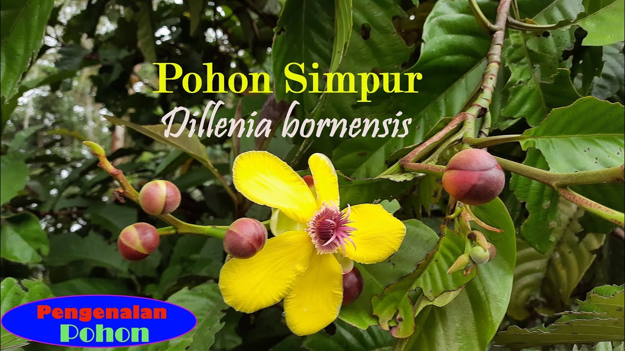 Pengenalan Pohon.... Pohon Simpur, Dillenia bornensis - YouTube