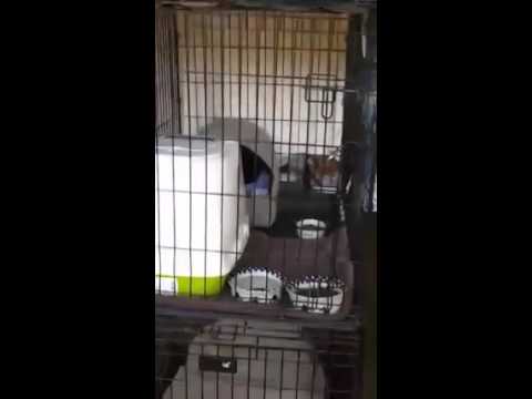 Barn cat set up demo - YouTube