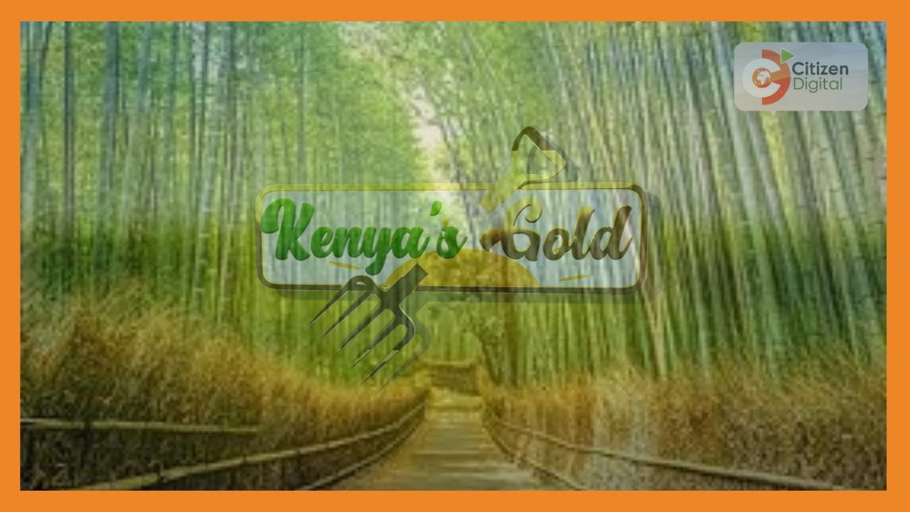 Kenya's Gold | Seed propagation of bamboo trees using modern technology ...