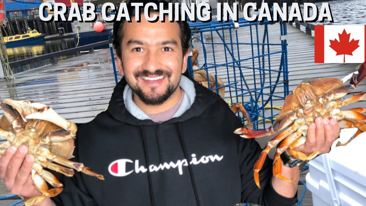 Crabs Catching in canada | Season Catch Sea Crabs | Amazing Hunting ...