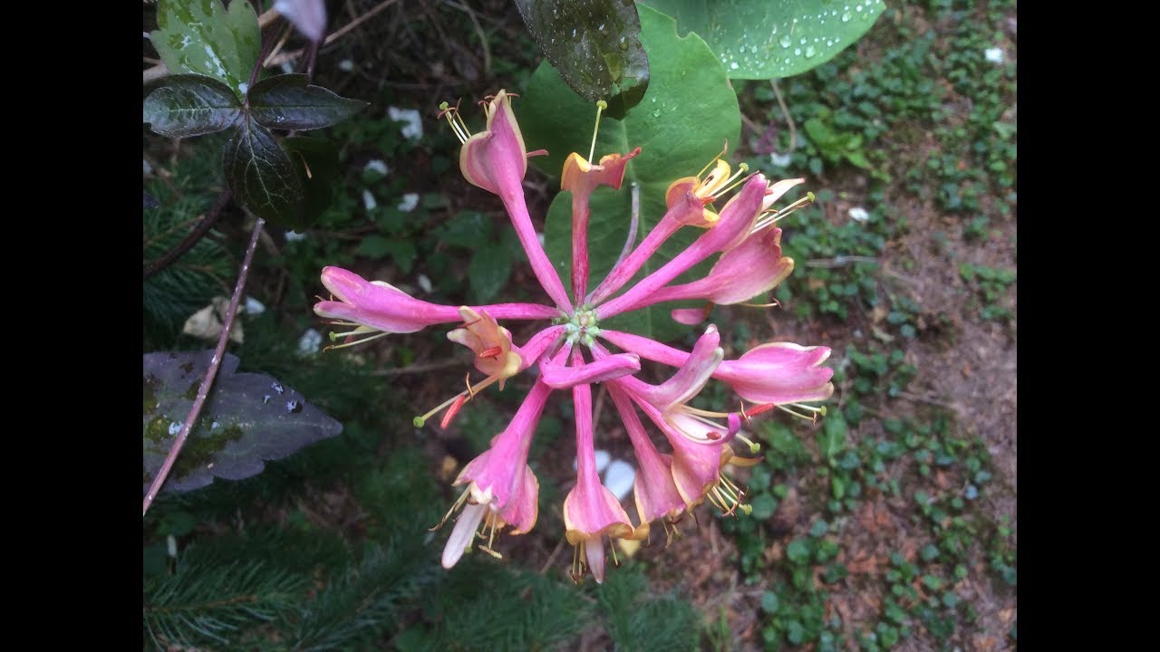 Chèvrefeuille ou 'Lonicera Heckrotti' 'GoldFlame' Vibrations colorées ...