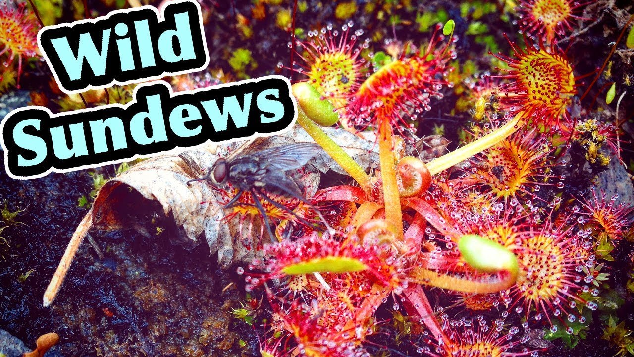 Wild Carnivorous Plants (Sundews) In Alaska - YouTube