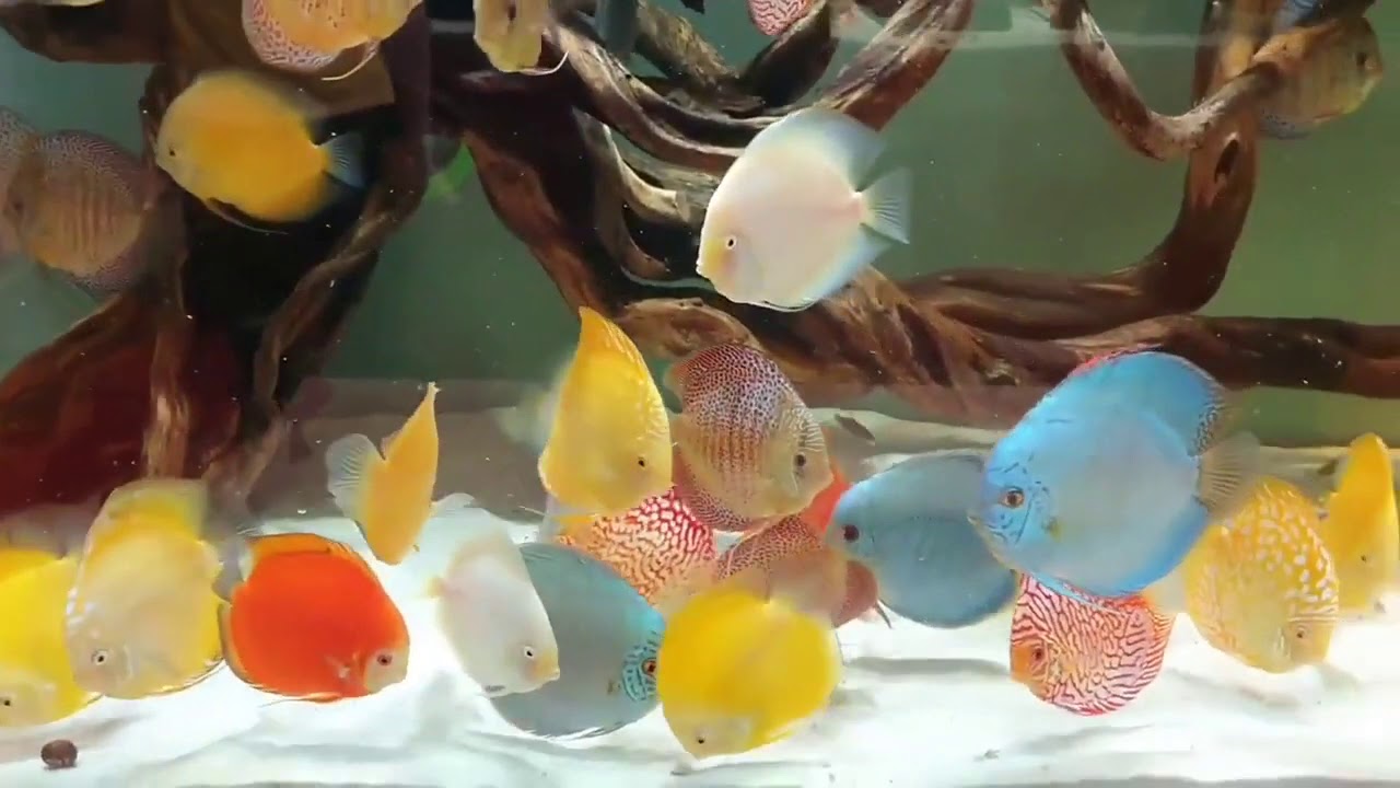 DISCUS HOUSE in Vietnam - YouTube