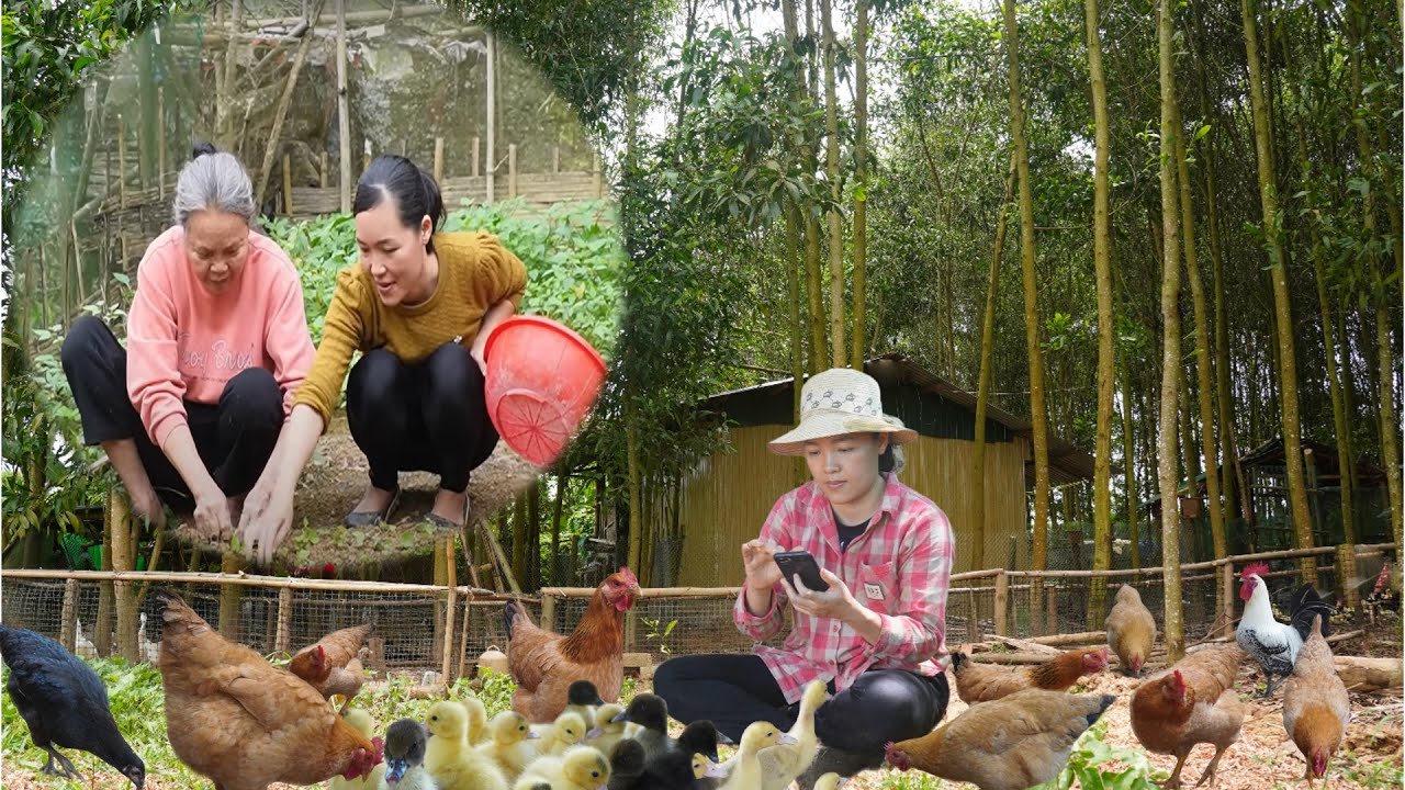 Raising Poultry in the Mountains Chickens, Ducks & Preparing for a Trip ...