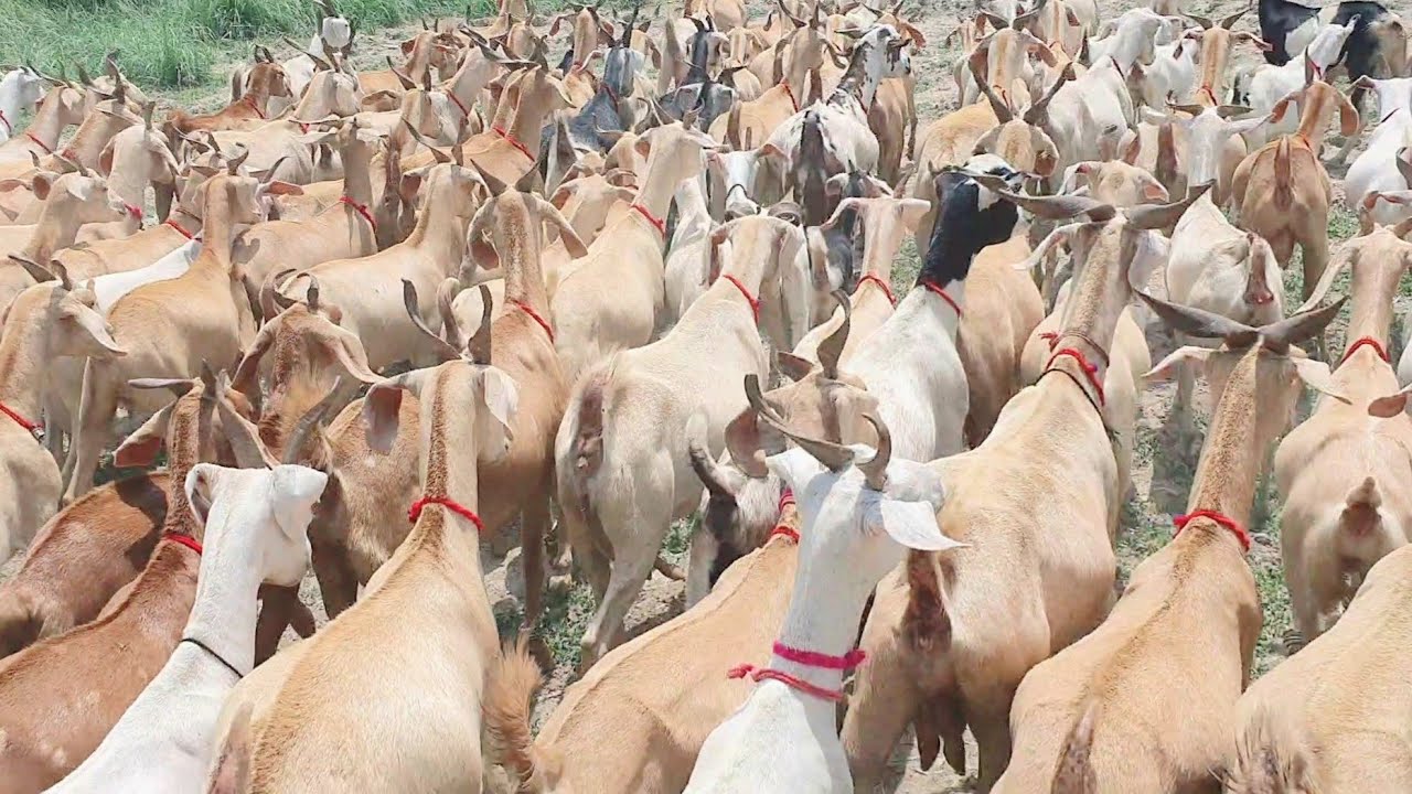 Tapri bakriyon ki Laat total 100 bakri Har colour mein bakriyan ...