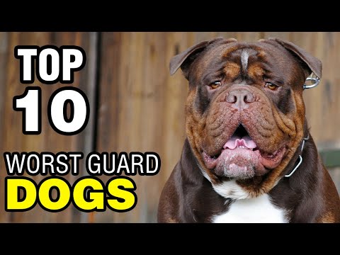 TOP 10 WORST GUARD DOGS - AT Classic - YouTube