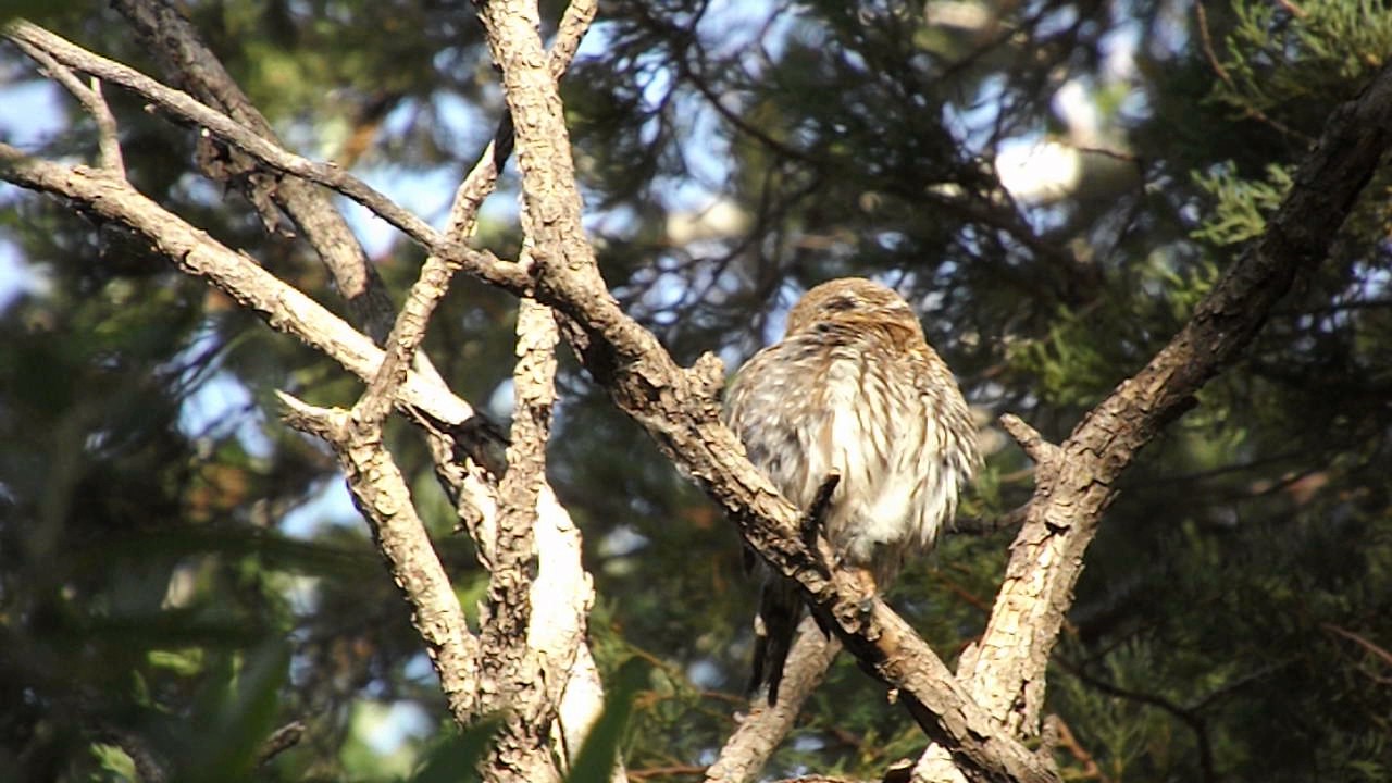 Mountain Pygmy Owl Preening and Calling - YouTube