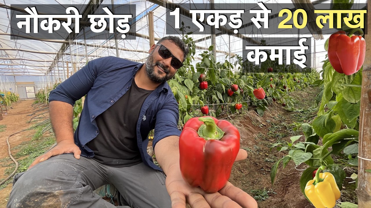 Coloured Capsicum farming business study Indore India लाल पीली शिमला ...