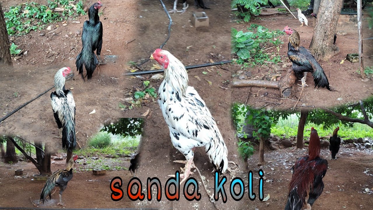 sanda Koli valarpu in kolathur|kattu Koli|without shed poultry farm 😯 ...