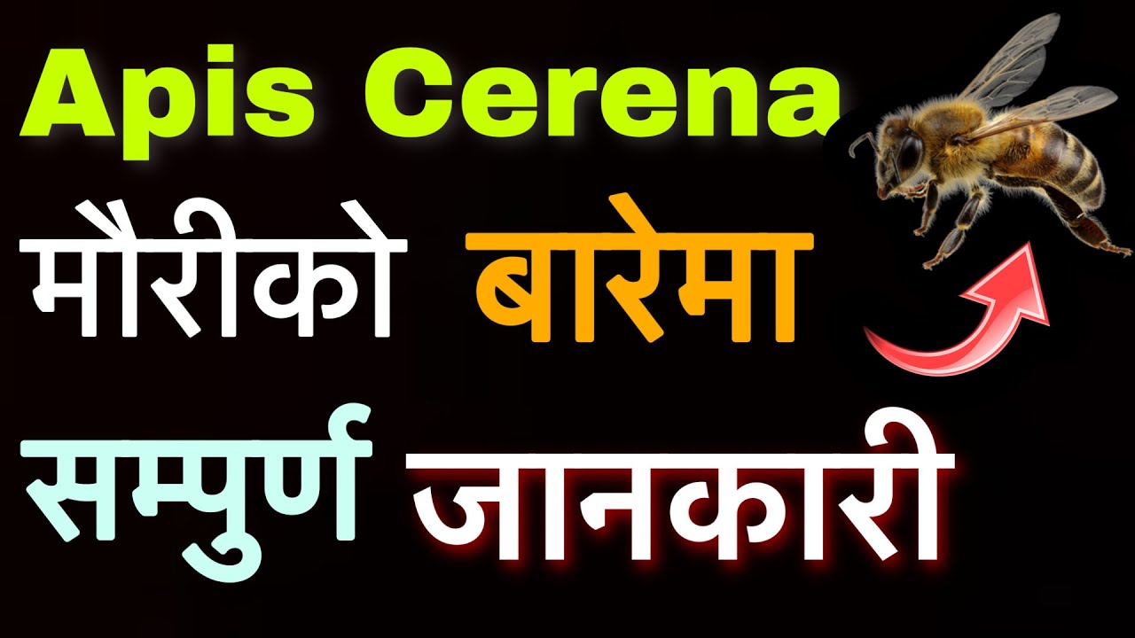 Apis Cerena मौरीको बारेमा जानकारी || All About Apis Cerena Bees ...