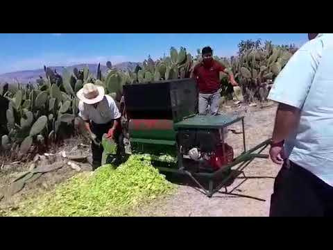 Picadora de nopal MAPIAGRI 13 hp - YouTube