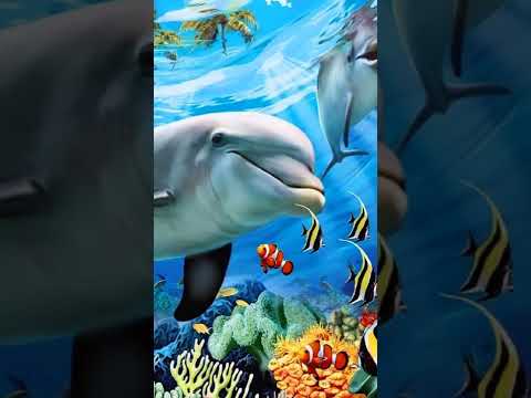 Beautiful Dolphin Whalpaper Dp 🥀🥀WhatsApp Dpz 🥀🥀