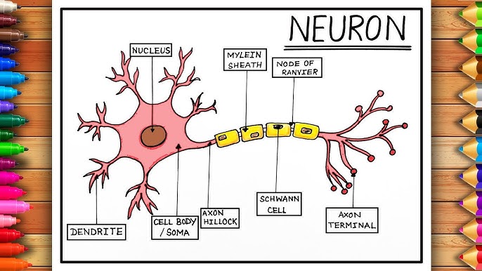 Nervous System Neuron Diagram Labeled