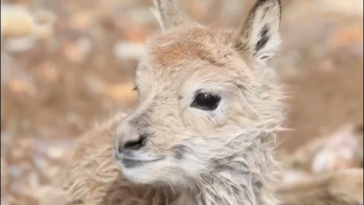 Tibetan antelopes' breeding season in Xinjiang - YouTube