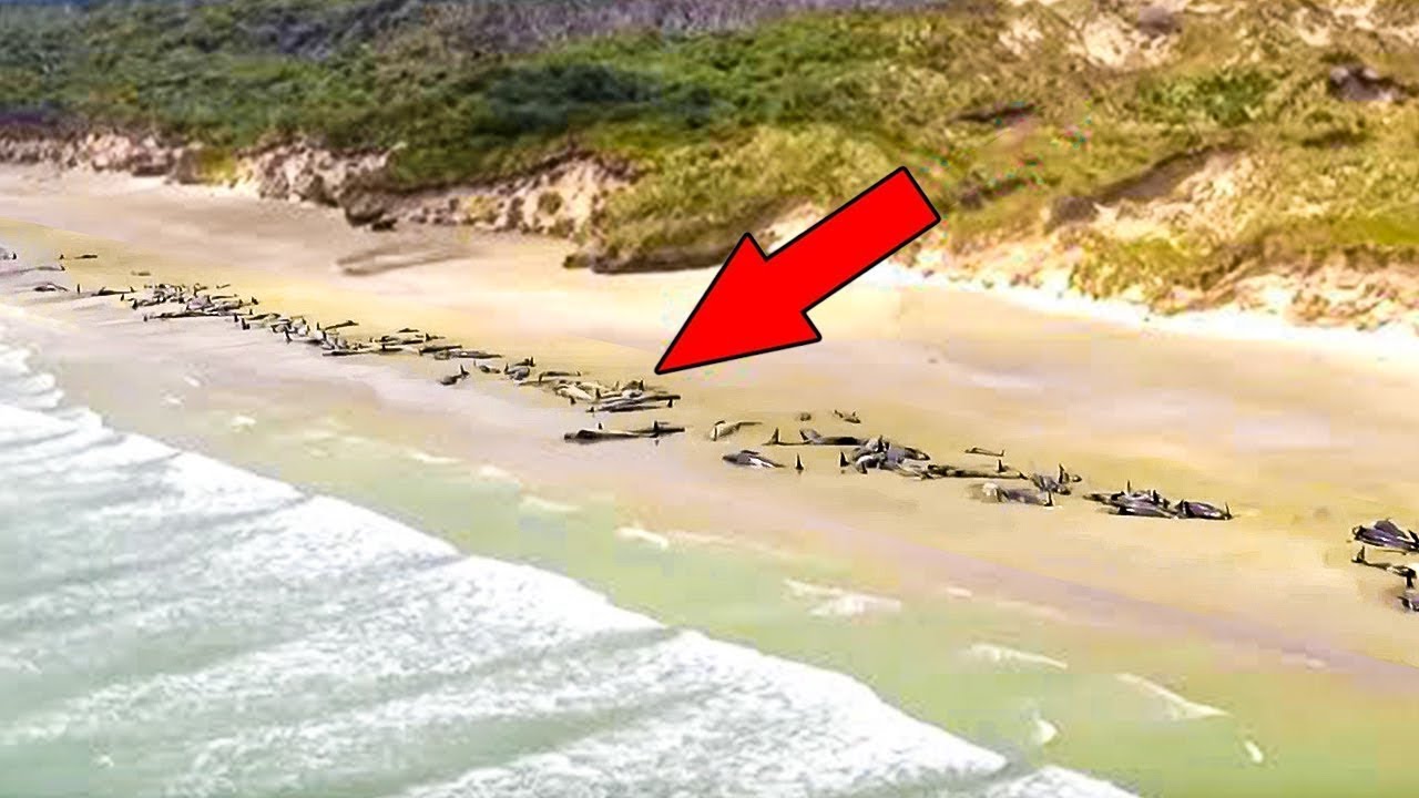 Experts Made a Chilling Discovery on This Hidden Untouched Island After ...