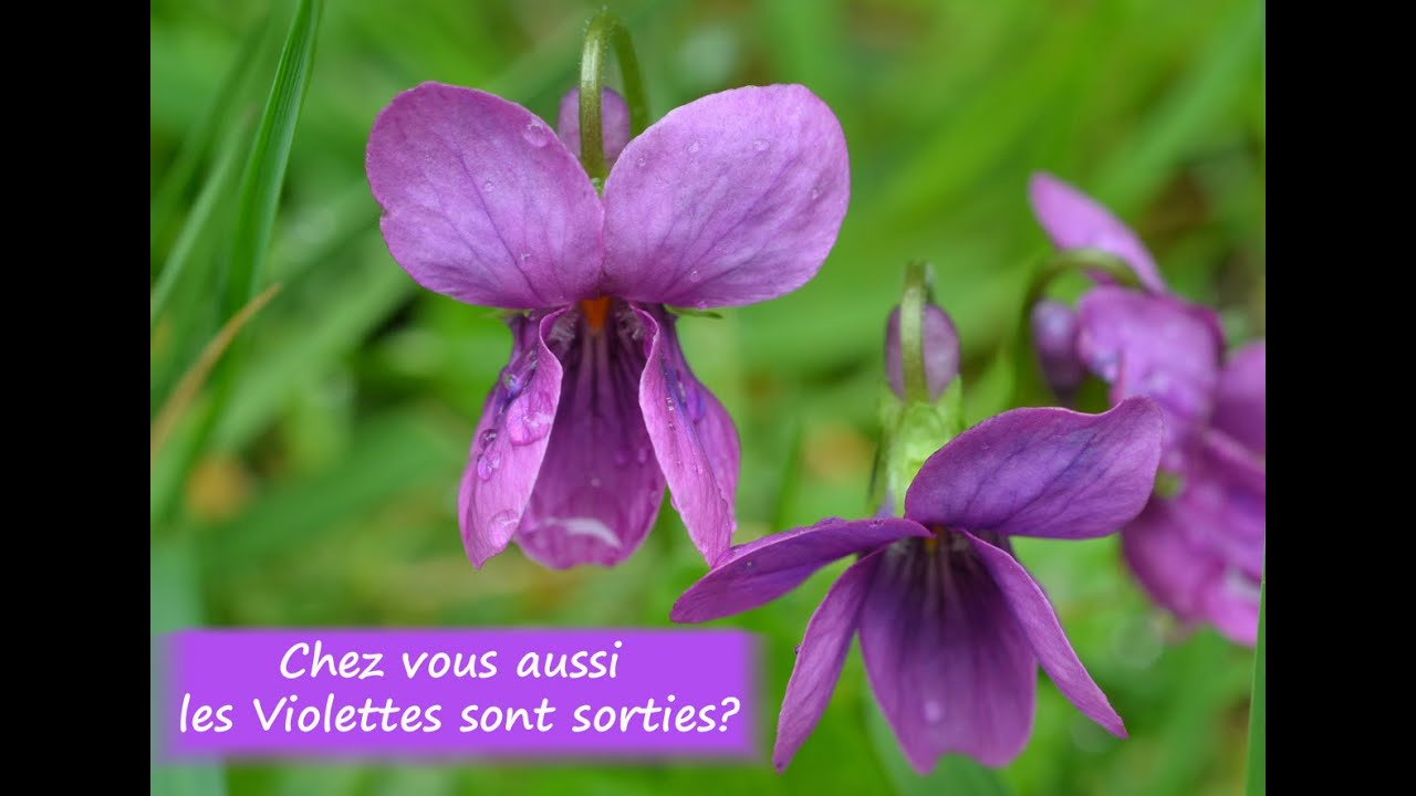 La violette, une petite fleur aux grandes vertus médicinales - YouTube