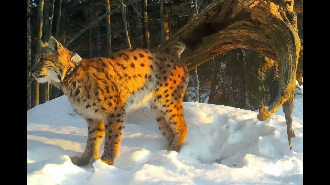Monitoring of a marking tree in Dinaric Mountains, Slovenia: Lynx, bear ...