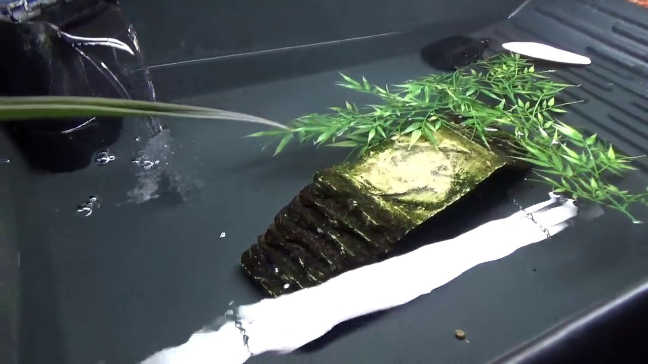 Spotted Turtle Room - YouTube