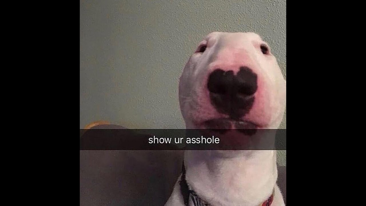 dumb dog falls into the void - YouTube