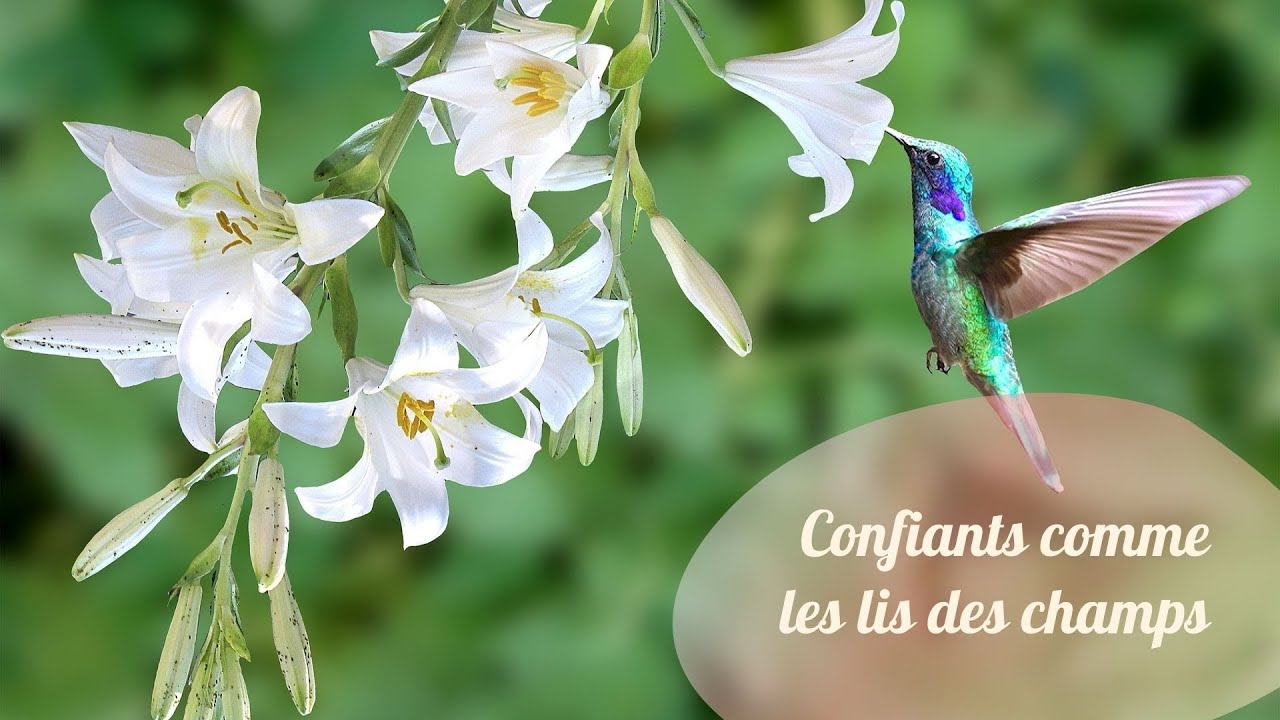 Confiants comme les lis des champs • Matthieu 6, 25-30 - YouTube