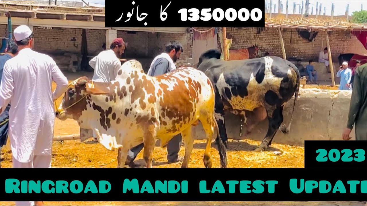 Heavy Janwar agaya ha Mandi ma Maweshi Mandi Peshawar 🌎 - YouTube