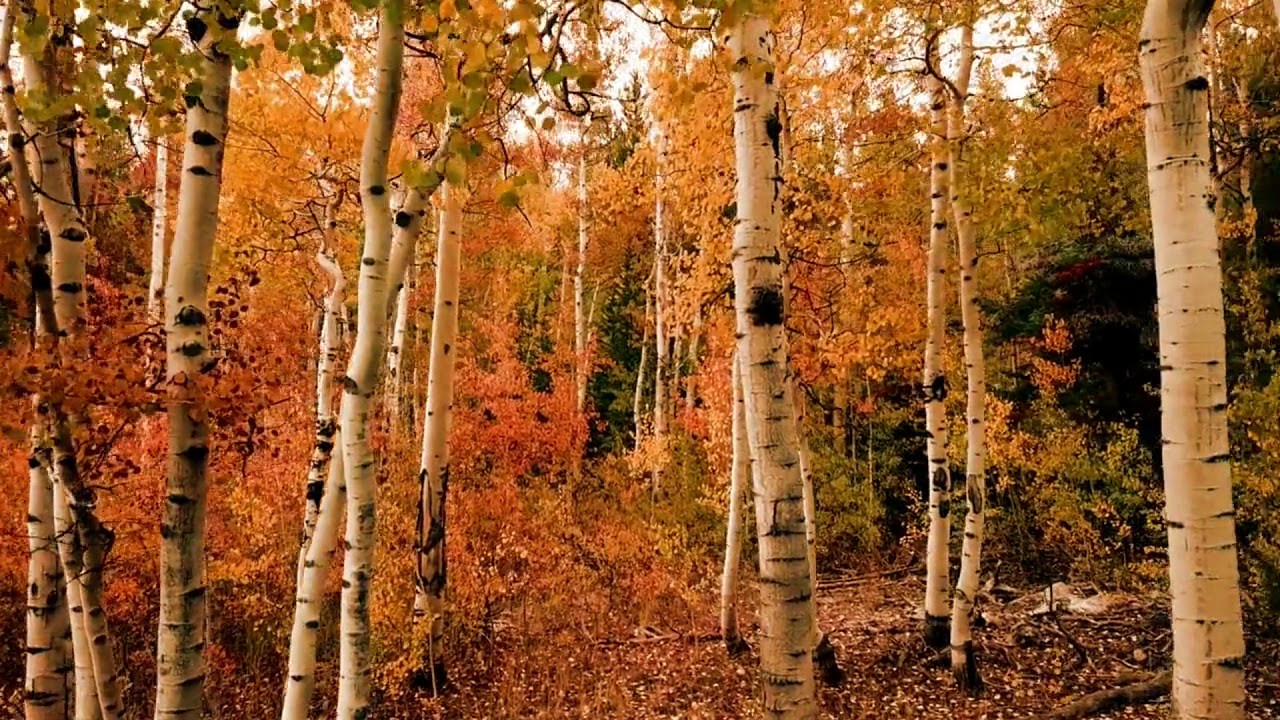 #8 Música Para Relaxar e Acalmar | Ambiente Calmo - YouTube