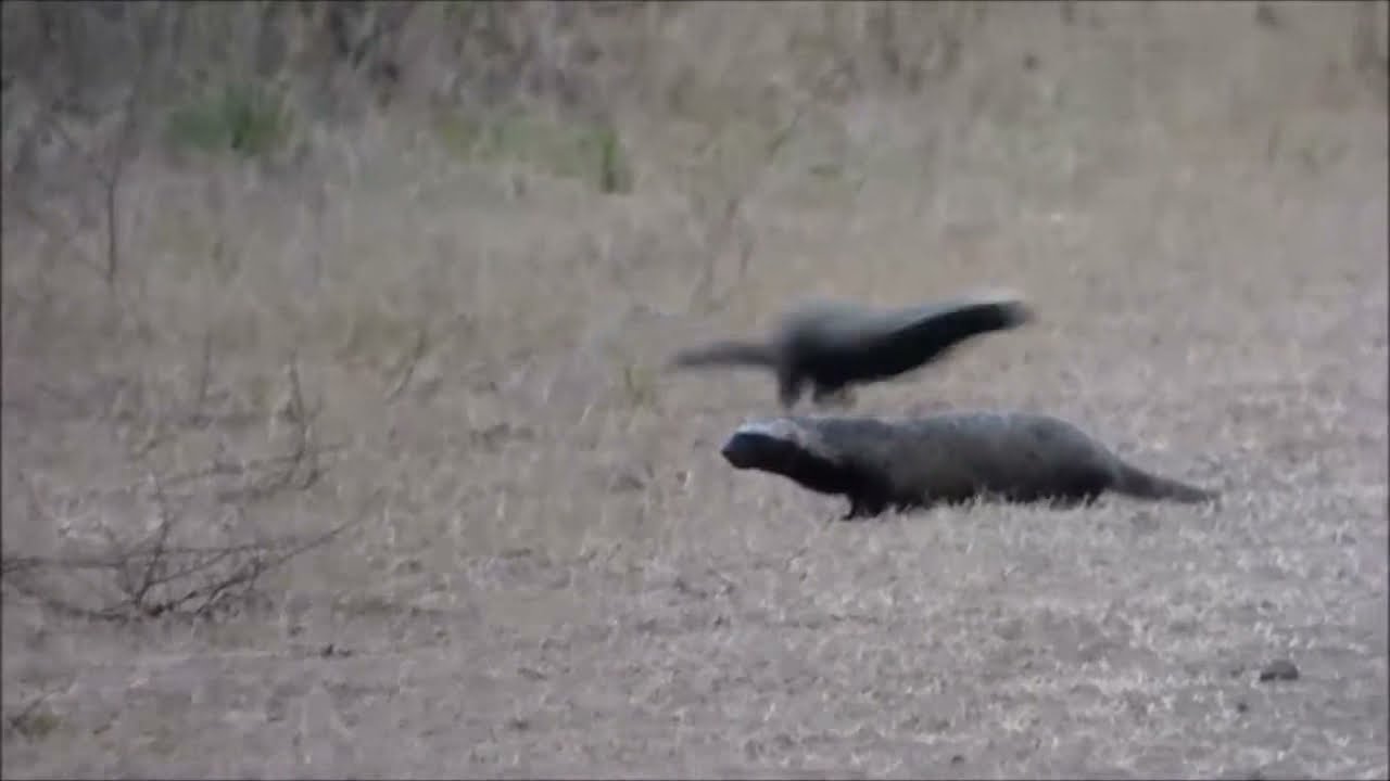 HURON MENOR (Galictis cuja - Molina, 1782) - YouTube