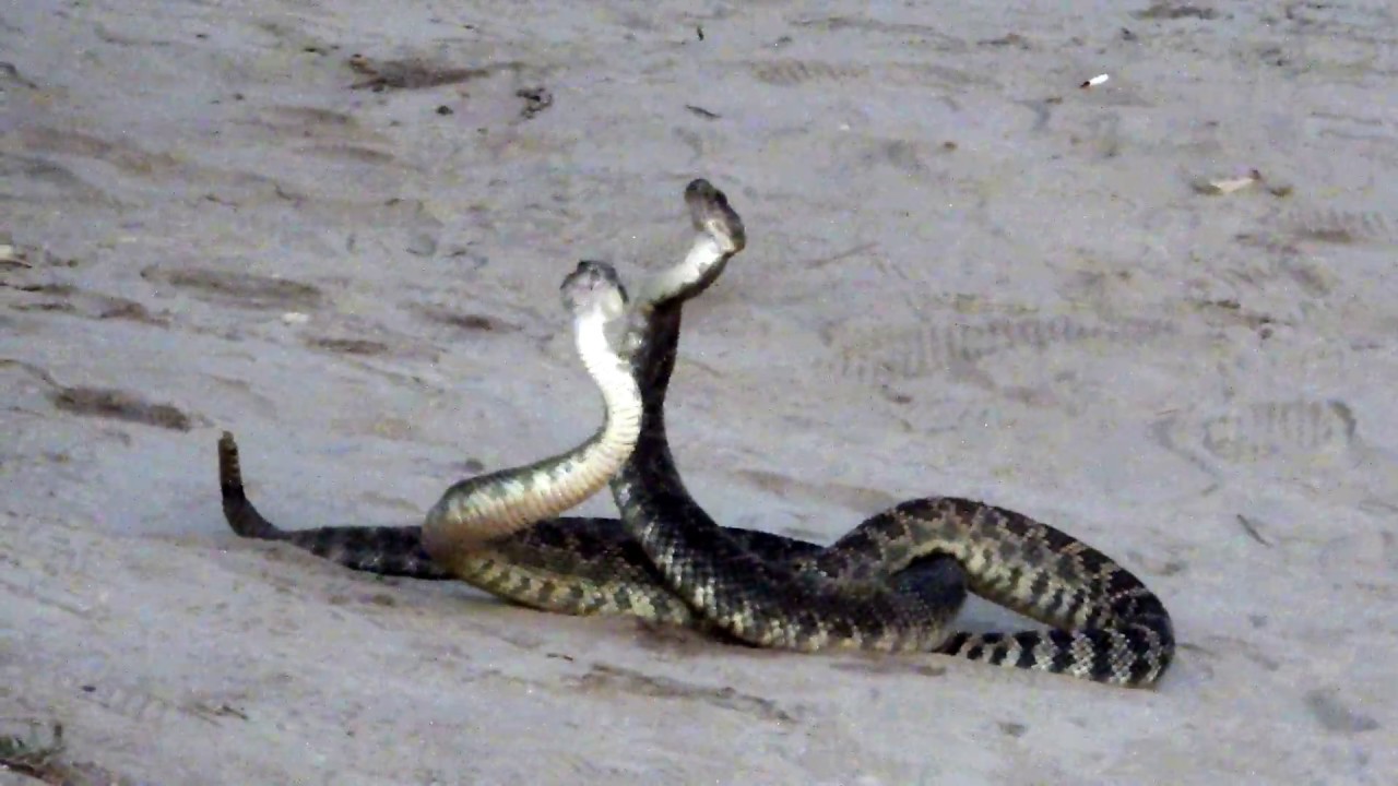 Rattlesnakes fighting - YouTube
