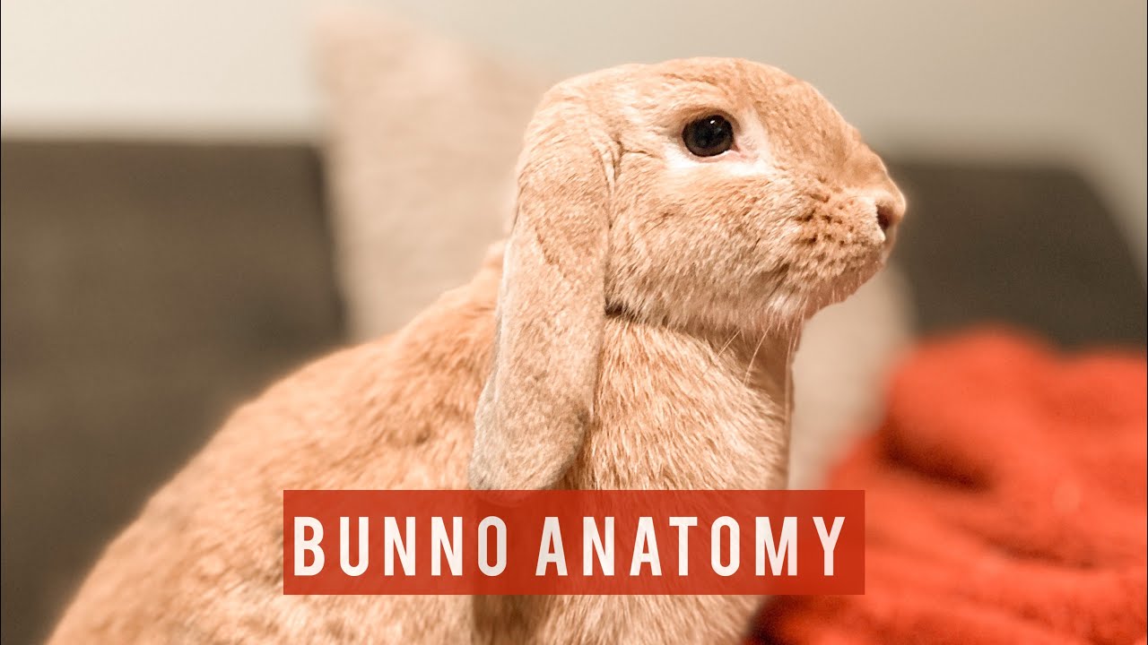 Bunno Anatomy - Cute Pet Bunny Rabbit Video - YouTube