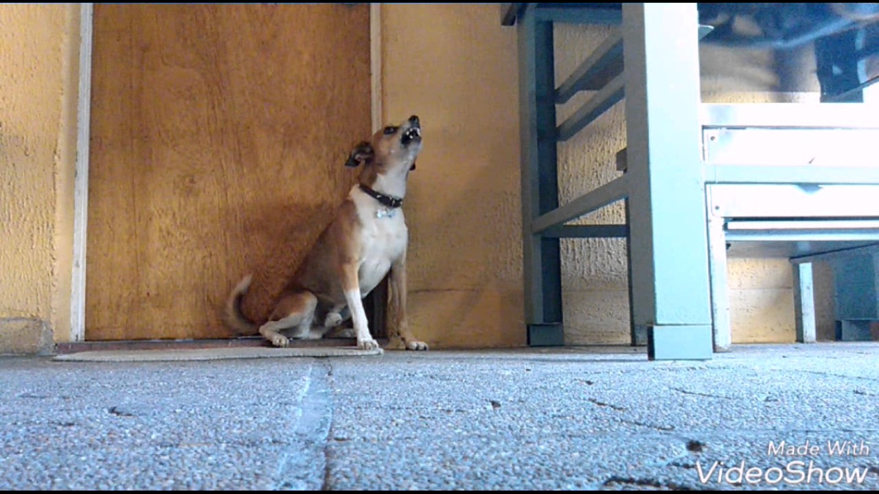 El perro más enojon - YouTube