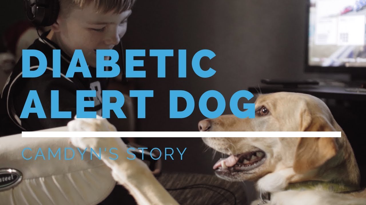 Diabetic Alert Dog Feature: Camdyn's Story - YouTube