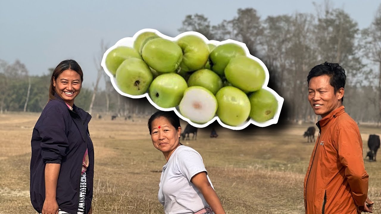 गुलीयो,अमिलो, पिरो ट्वाक्कै नेपाली🇳🇵बयर (Jujube fruit )कसरी टिप्ने ...