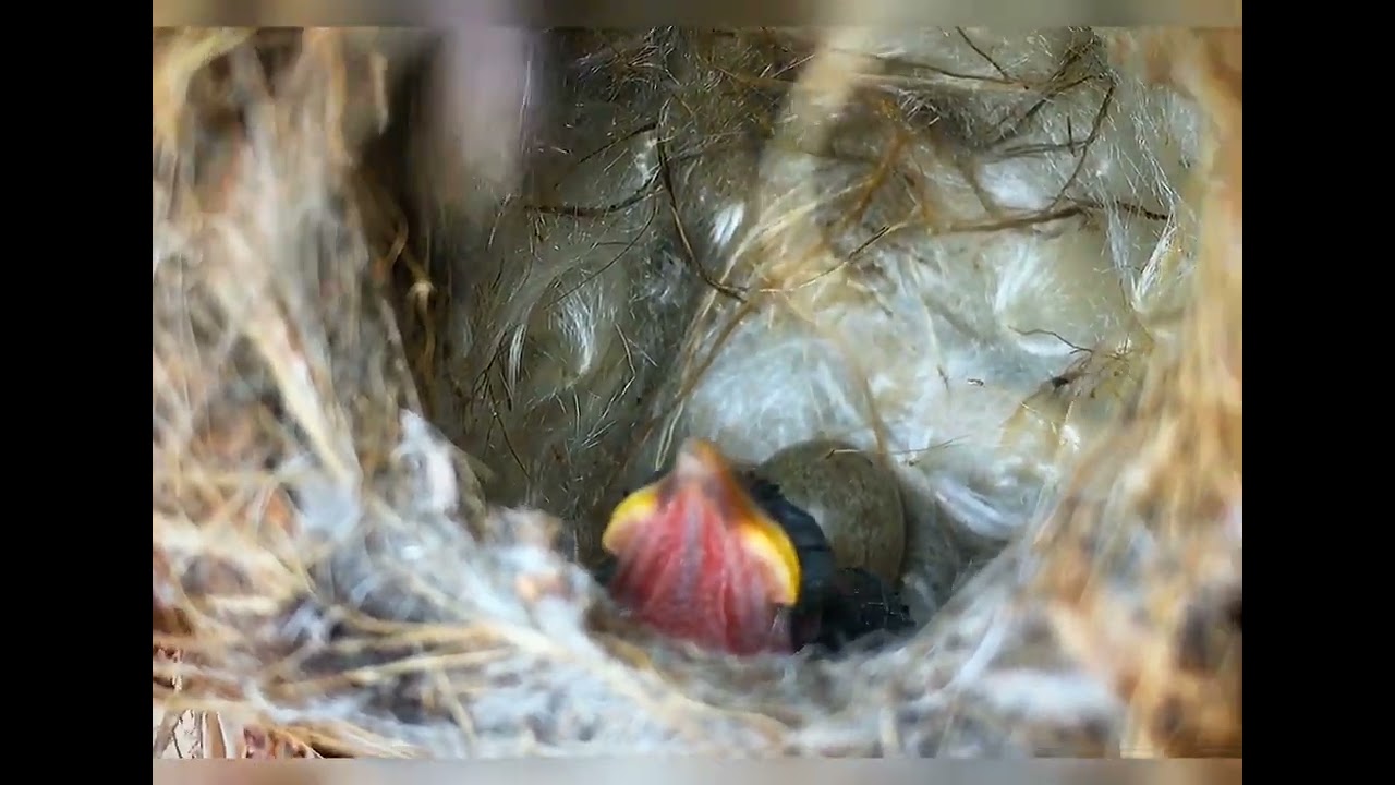 incubation peroid of a bird - YouTube