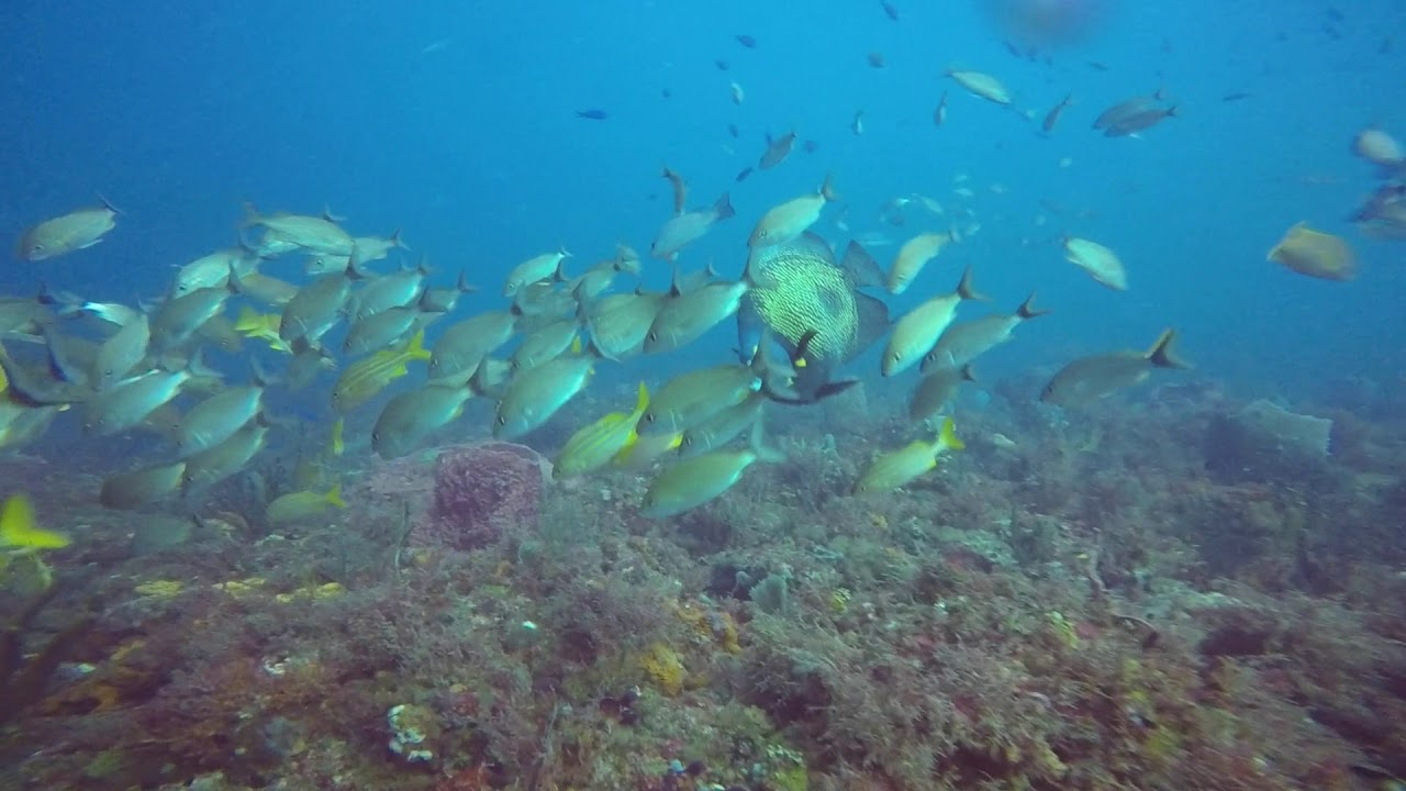 Scuba Diving with Loggerhead Dive Charters Boynton Beach - YouTube