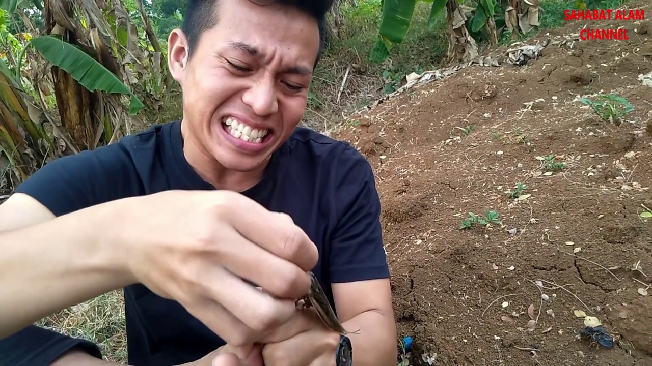 PENANGANAN PERTAMA SETELAH DIGIGIT KUTU AIR RAKSASA (GIANT WATER BUG ...