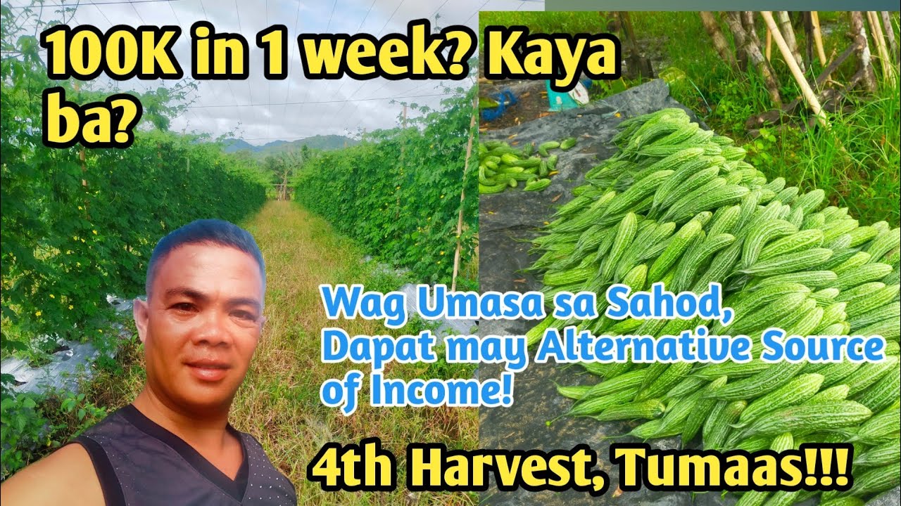 MAY PERA BA SA AMPALAYA? || 4th Harvest - YouTube