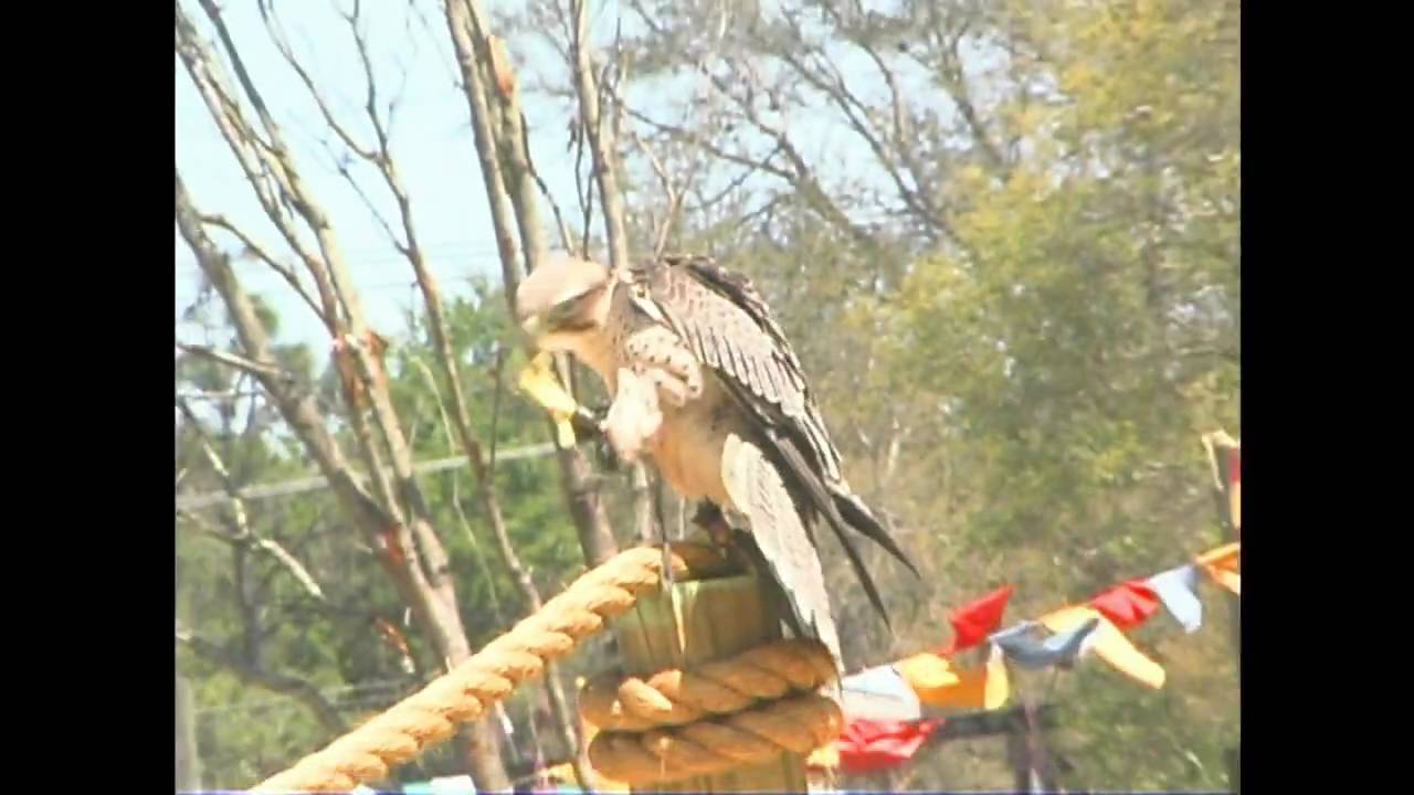 Birds of Prey Royal Falconry Show 1st Year New Bay Area Ren Fest Tampa ...