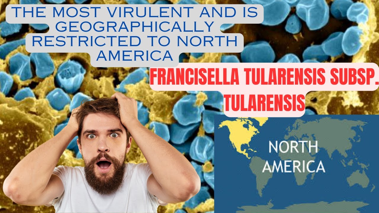 Francisella tularensis subsp. tularensis (type A)||Easy Microbiology # ...