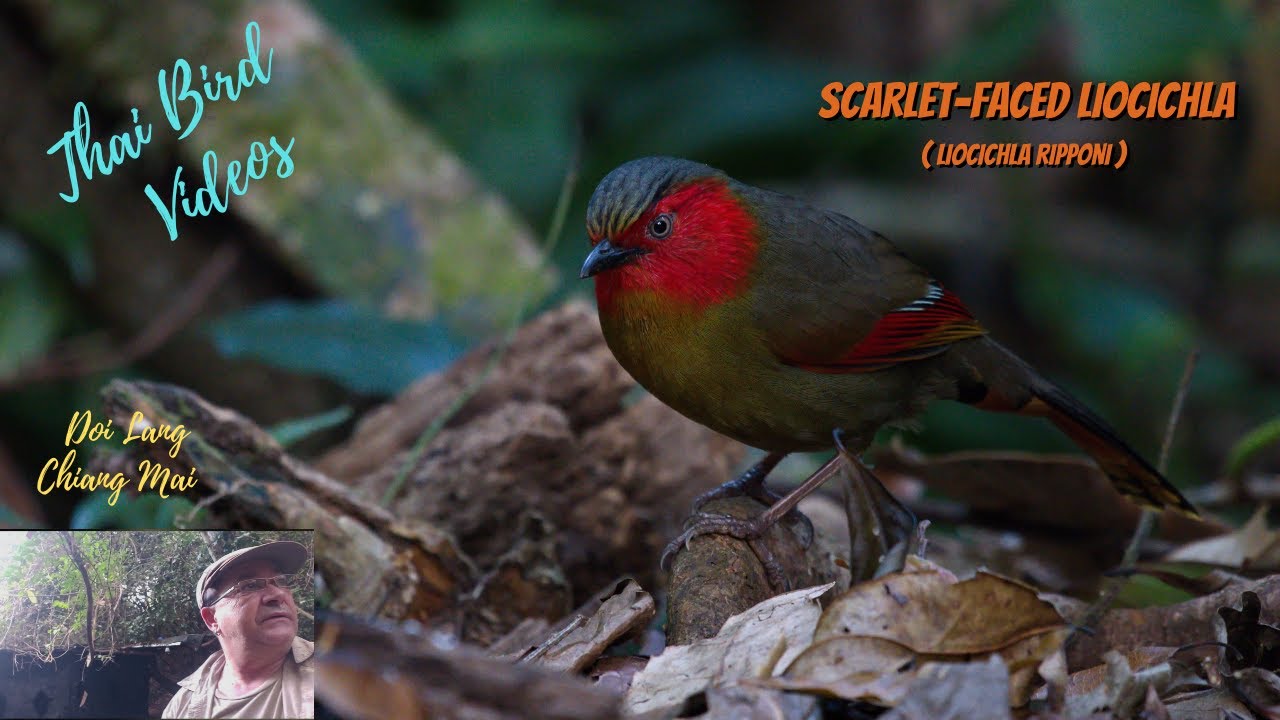 Scarlet-faced Liocichla (Liocichla ripponi) - a Birding Adventure in ...