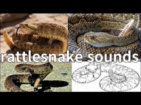 rattlesnake sounds (5h 30m) | White noise without commercials - YouTube