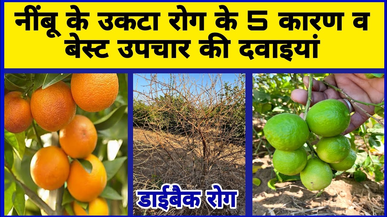 नींबू संतरा किन्नू के डाईबैक रोग का कारण व बेस्ट उपचार || Citrus ...