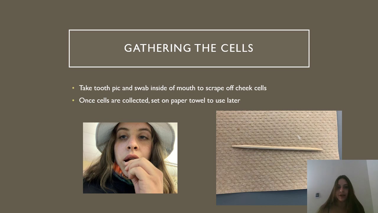 microscope video CP BIO Faith Hodges - YouTube