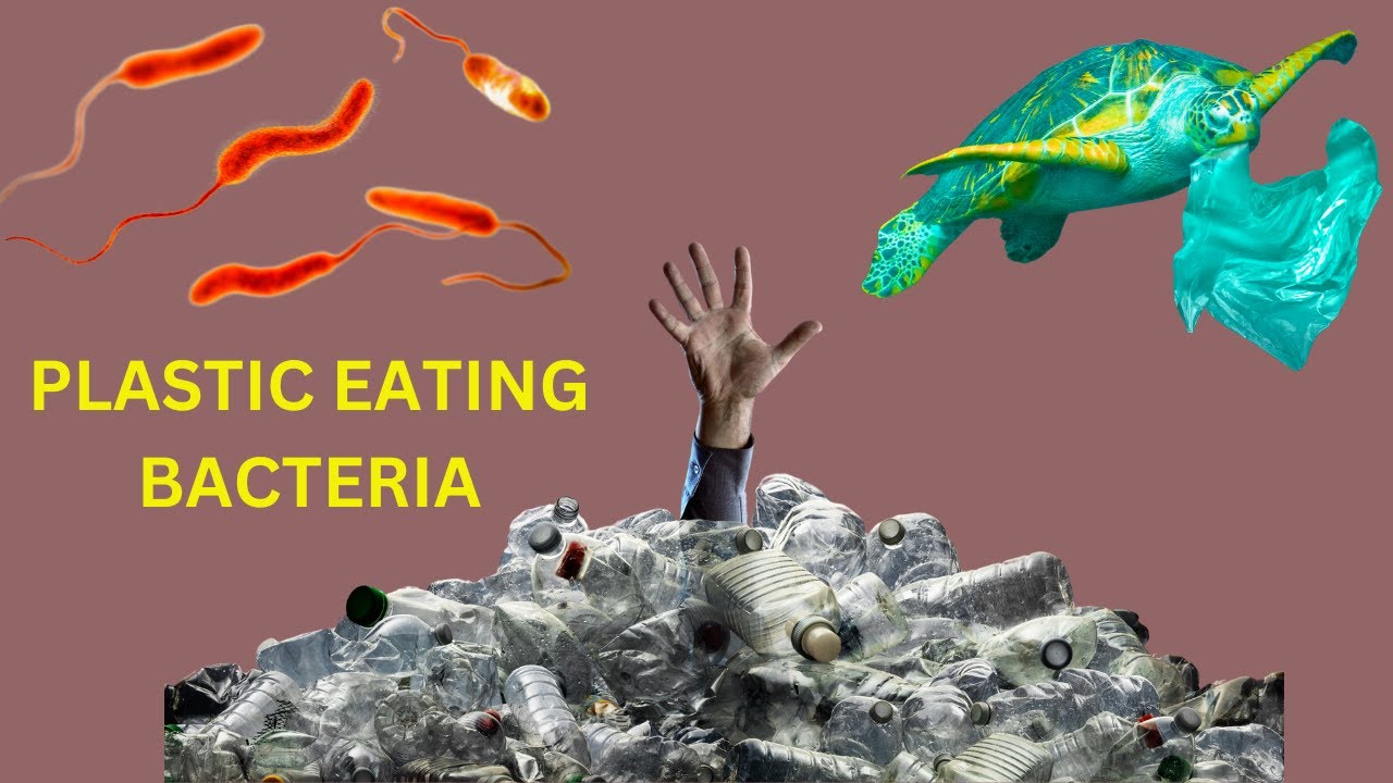 PLASTIC EATING WORMS #science #mealworms #waxworms #biology #plastic # ...
