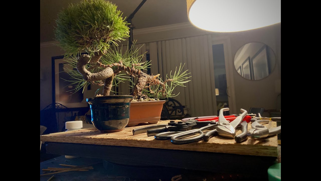 Patricia O'Connor, The Bonsai Balcony: Box addiction is a thing. I ...