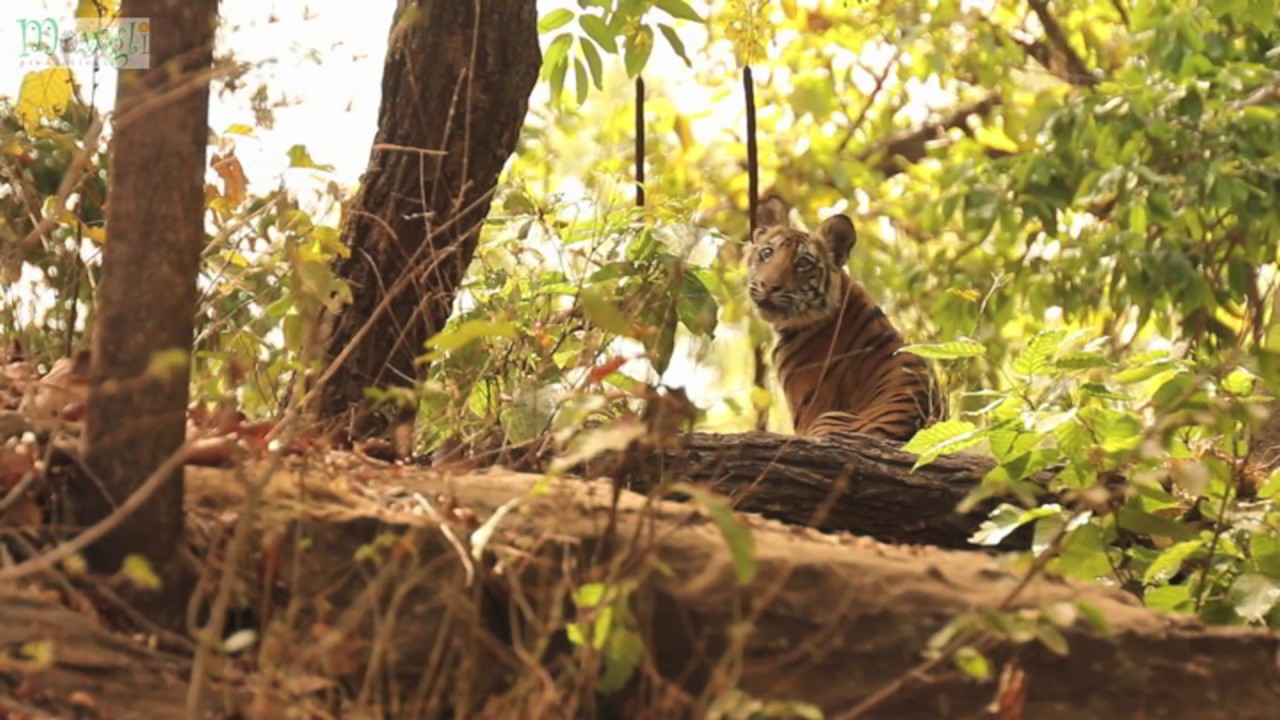 Largest Waghdoh Tiger Cub Hiding Behind The Rocks Tadoba Andhari ...