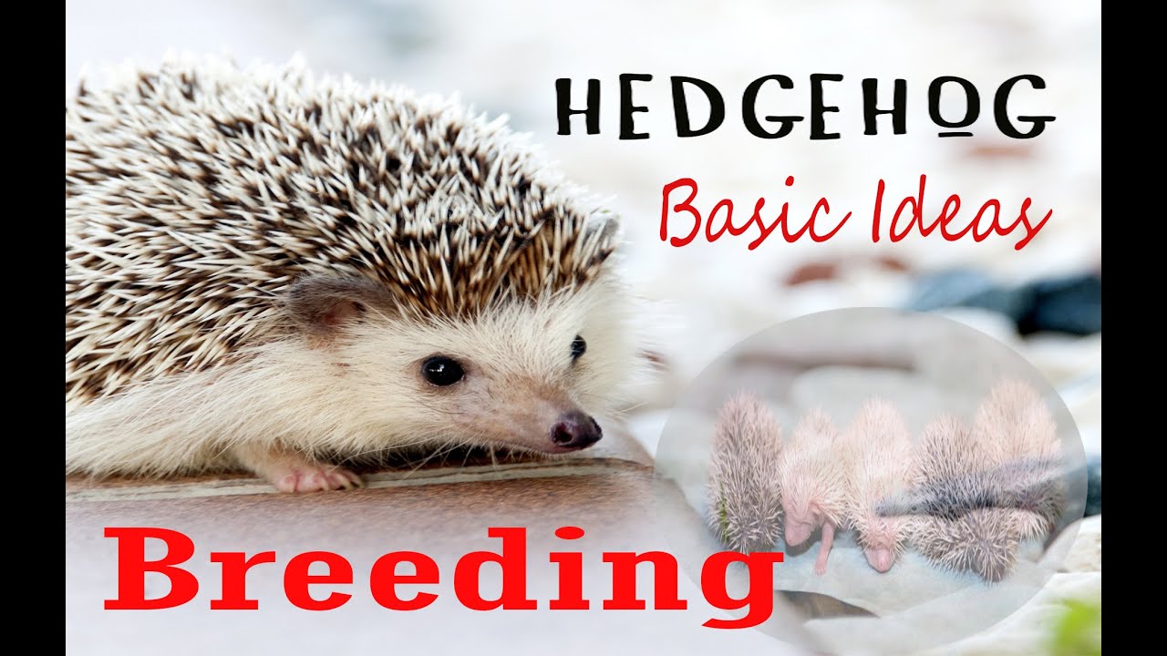 HEDGEHOG BASIC BREEDING - YouTube