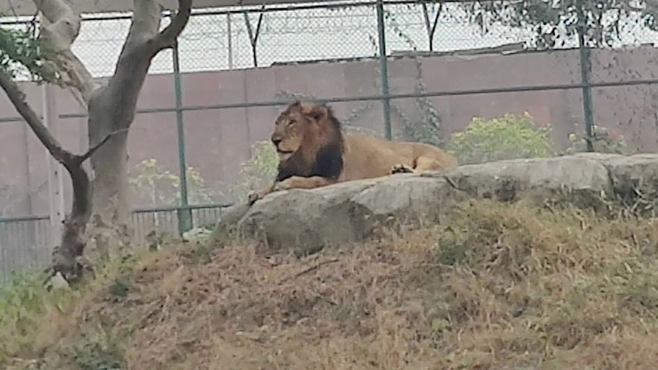 Gorakhpur zoo 🦁 - YouTube