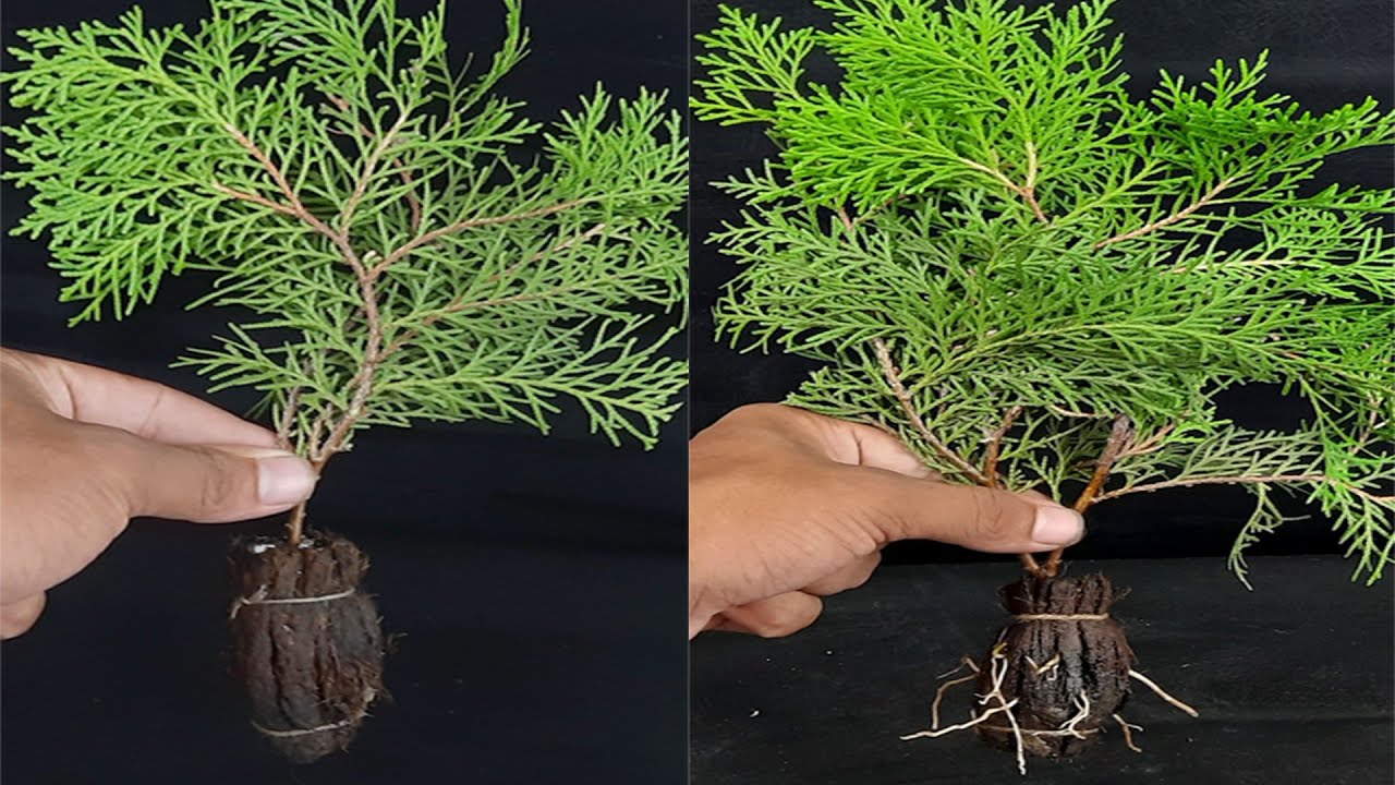How To Grow Thuja/ Jhau Plant From Cutting In Coconut Husk (New ...