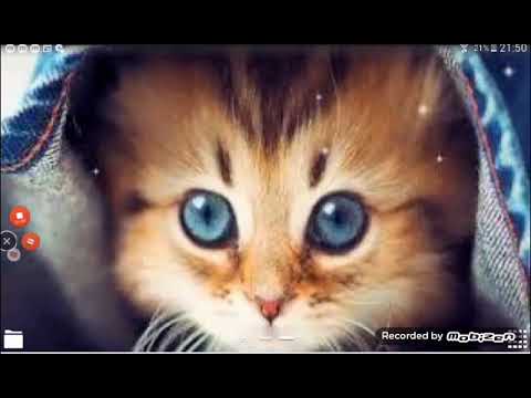 1 saniyelik video