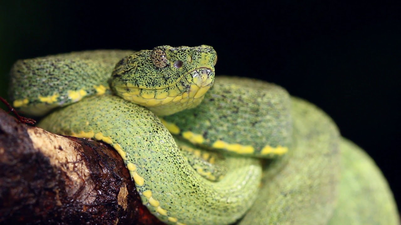 two striped forest pitviper bothriopsis bilineata - YouTube